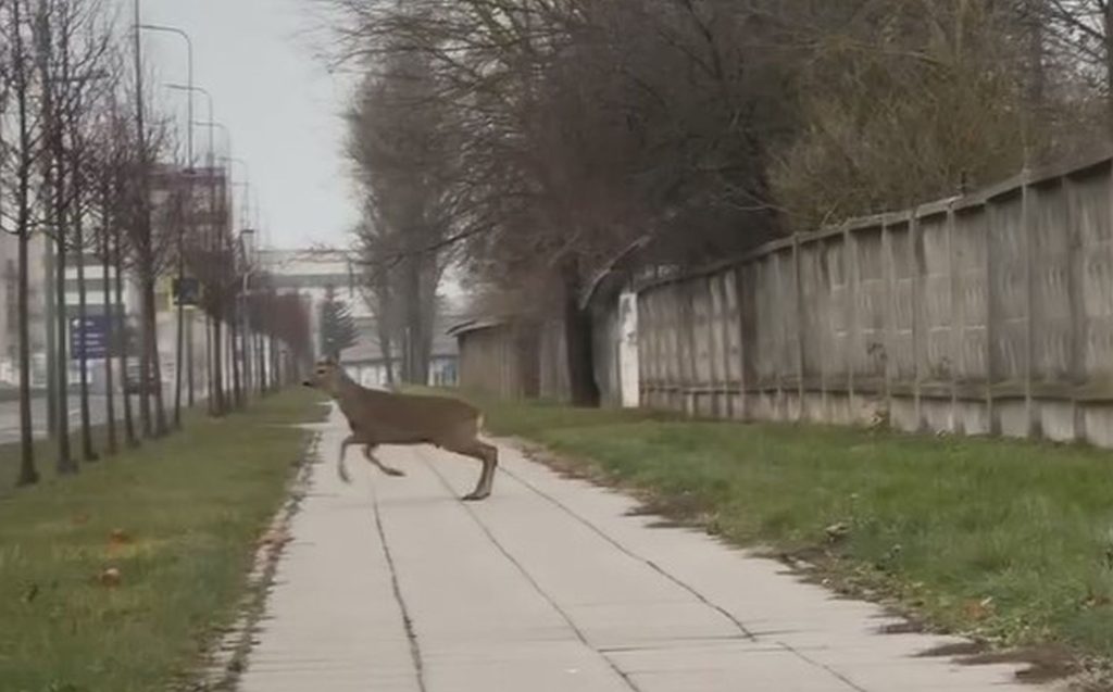 Įspėja vairuotojai: judrioje gatvėje blaškosi stirna – Kas vyksta Kaune